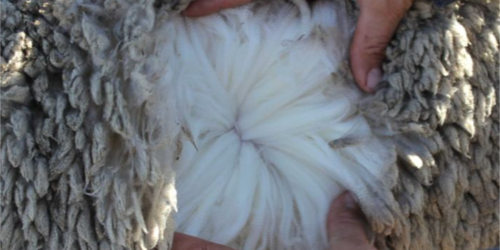 Uttarakhand to produce Australian merino sheep wool - Indian Textile ...