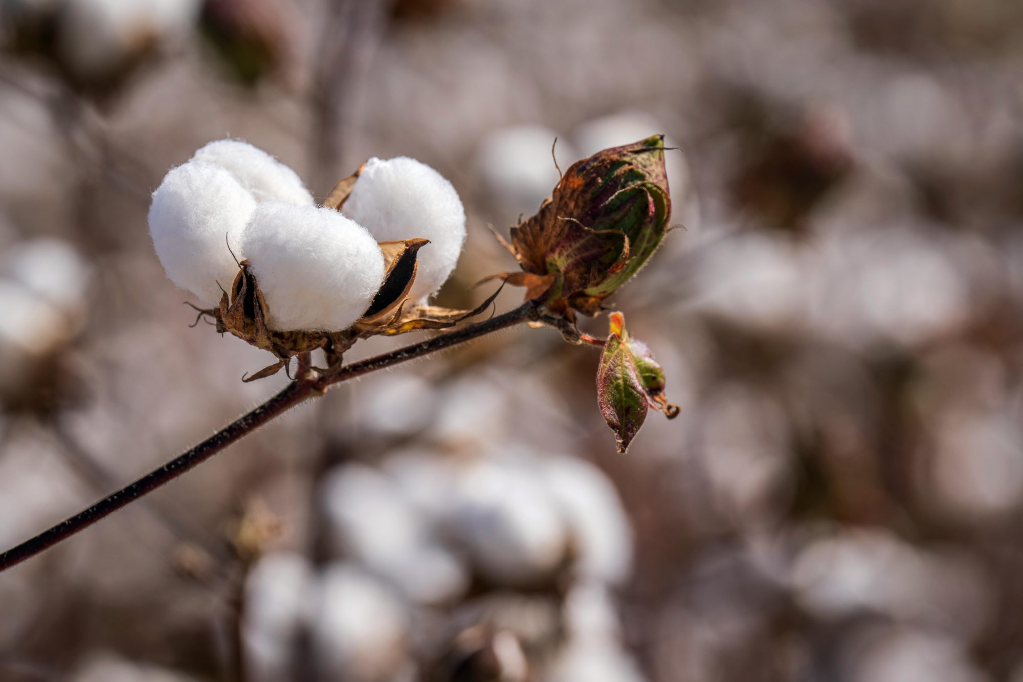 India's cotton textile exports fall 29% compared to 2021-22 - Indian ...