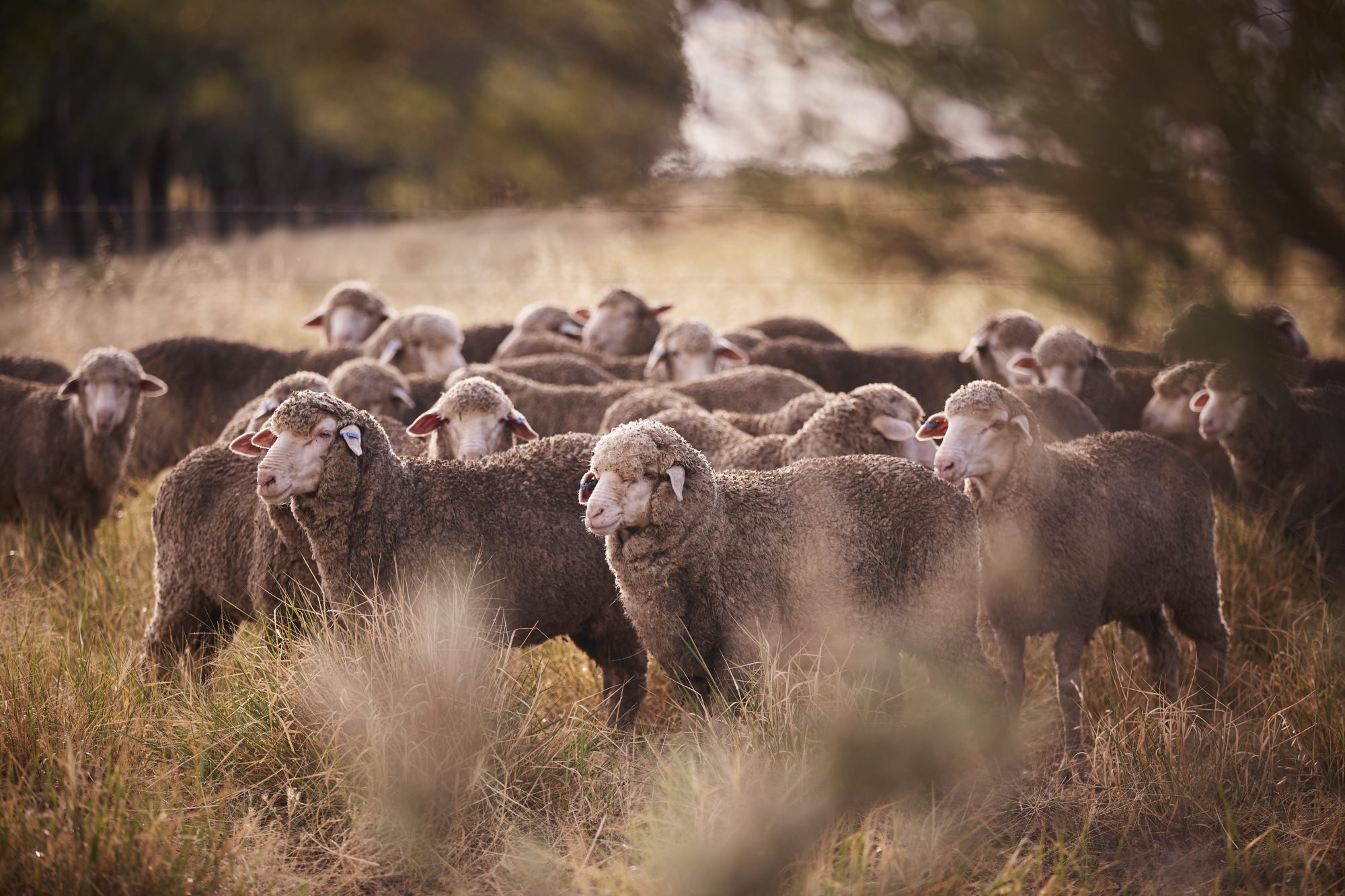 Why Merino wool is more in demand than ever - Indian Textile Journal